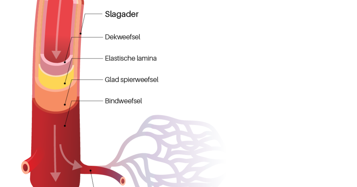 Ontdek alles over slagaders | Sanquin